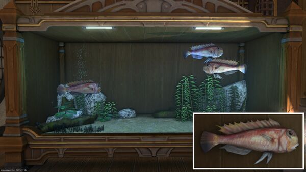 Rasa Fish - Final Fantasy XIV Online Wiki - FFXIV / FF14 Online ...