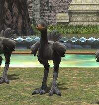 Black Chocobo (Occult Crescent) - Final Fantasy XIV Online Wiki - FFXIV / FF14 Online Community ...